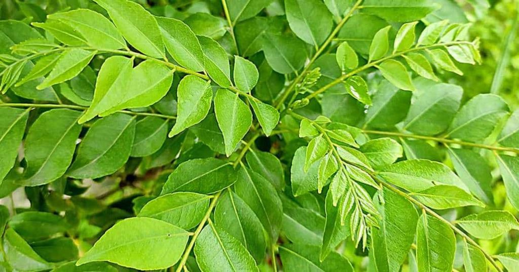 How to Grow Curry Leaf from Seed to Harvest - Wal Pencil