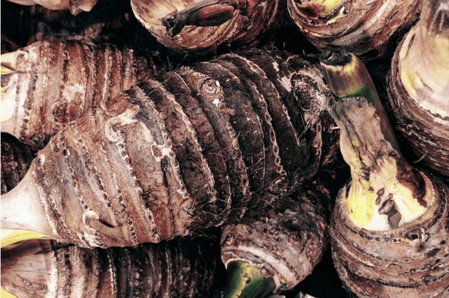 How to Grow Taro Root from Seed to Harvest - Wal Pencil