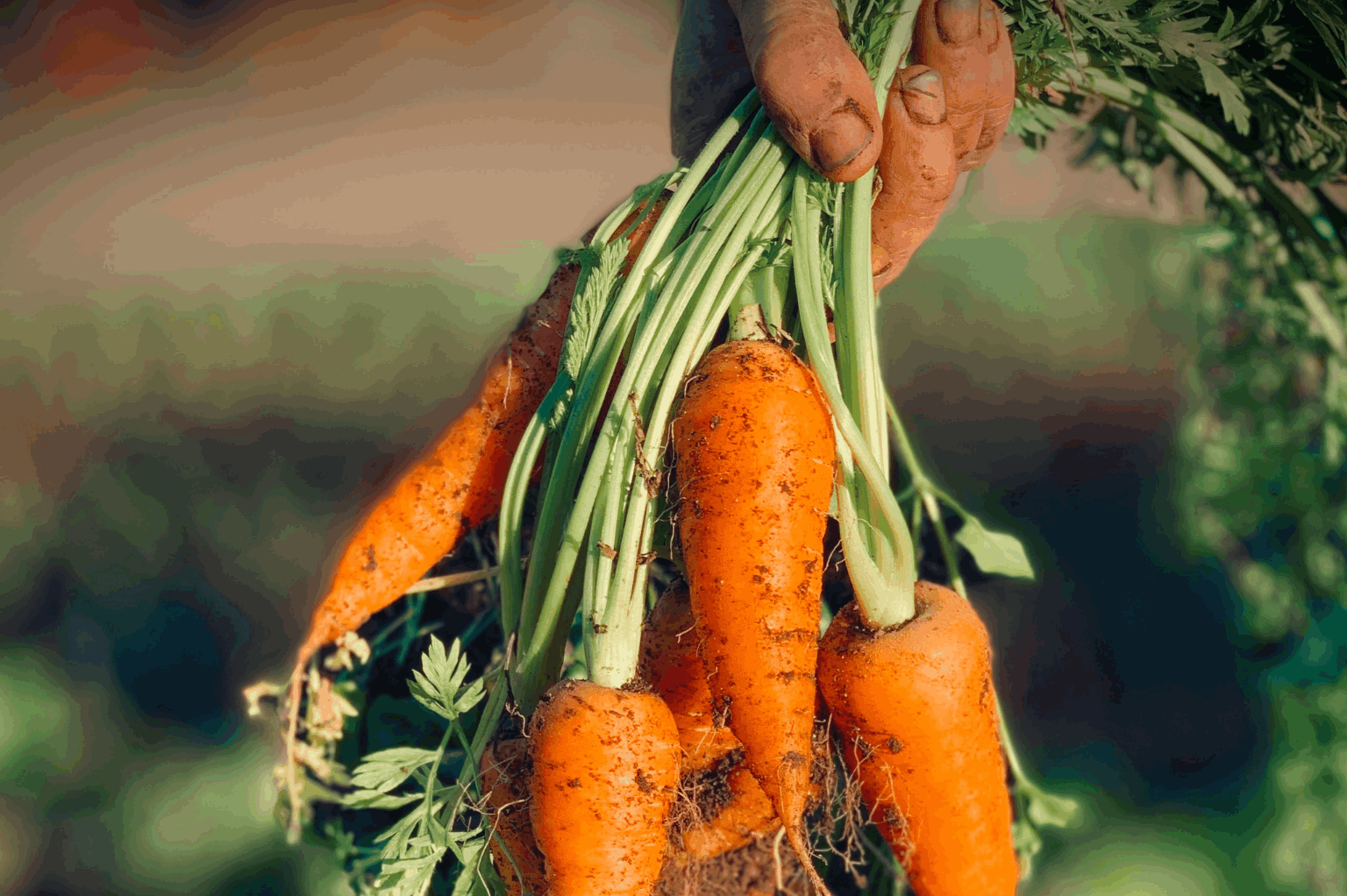 How to Grow Carrot from Seed to Harvest - Wal Pencil