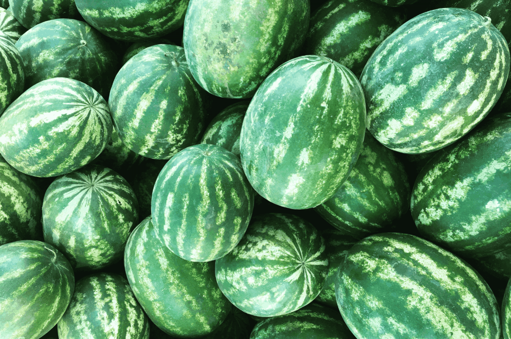 How To Grow Watermelon And Muskmelon From Seed To Harvest Wal Pencil